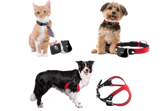 10 Best Pet GPS Trackers To Buy [Buying Guide] | IT4nextgen
